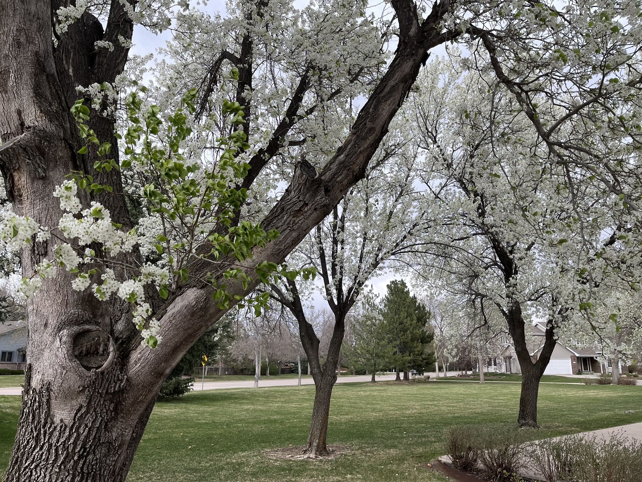 Oak Ridge Village I HOA – Fort Collins, Colorado